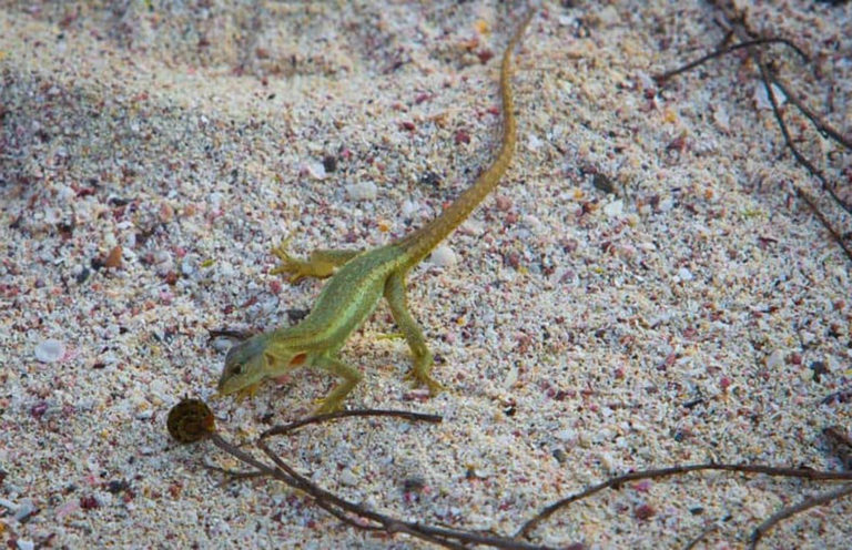 Unique Galapagos Islands Animals in Photos | The Planet D