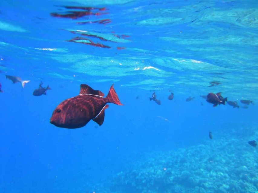 An Unforgettable Adventure at Mexico's Isla Espíritu Santo