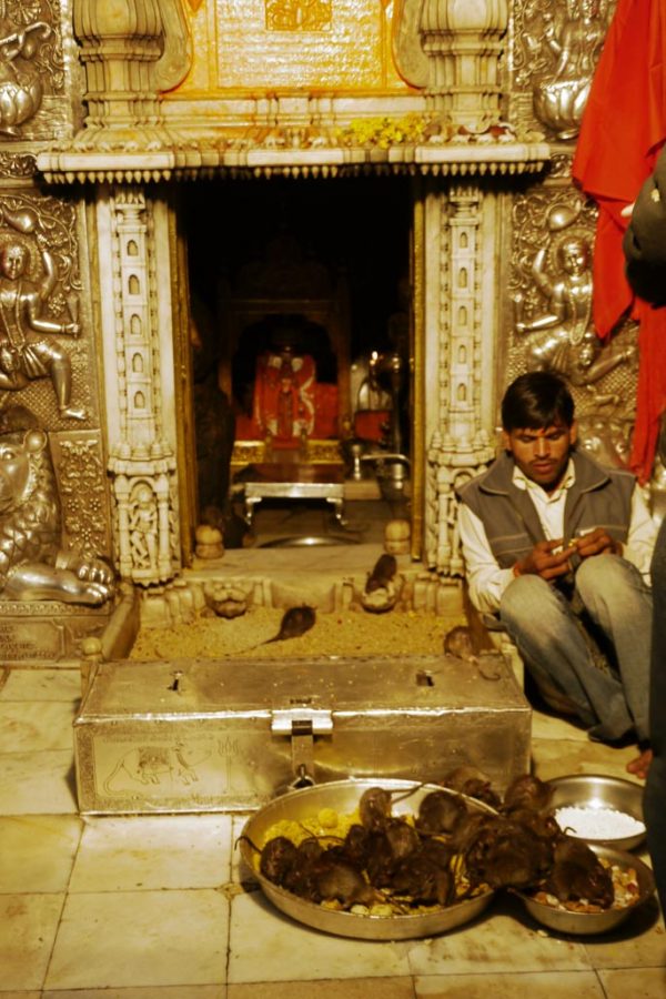 Karni Matha Temple The Rat Temple of Rajasthan | The Planet D