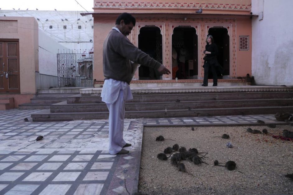 Karni Matha Temple The Rat Temple of Rajasthan | The Planet D