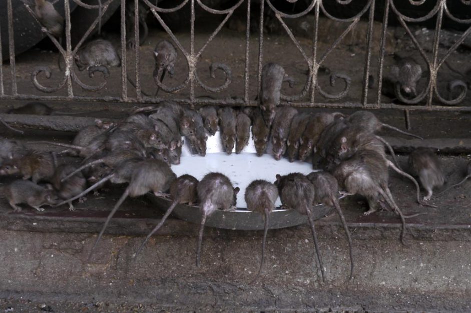 Karni Matha Temple The Rat Temple of Rajasthan | The Planet D