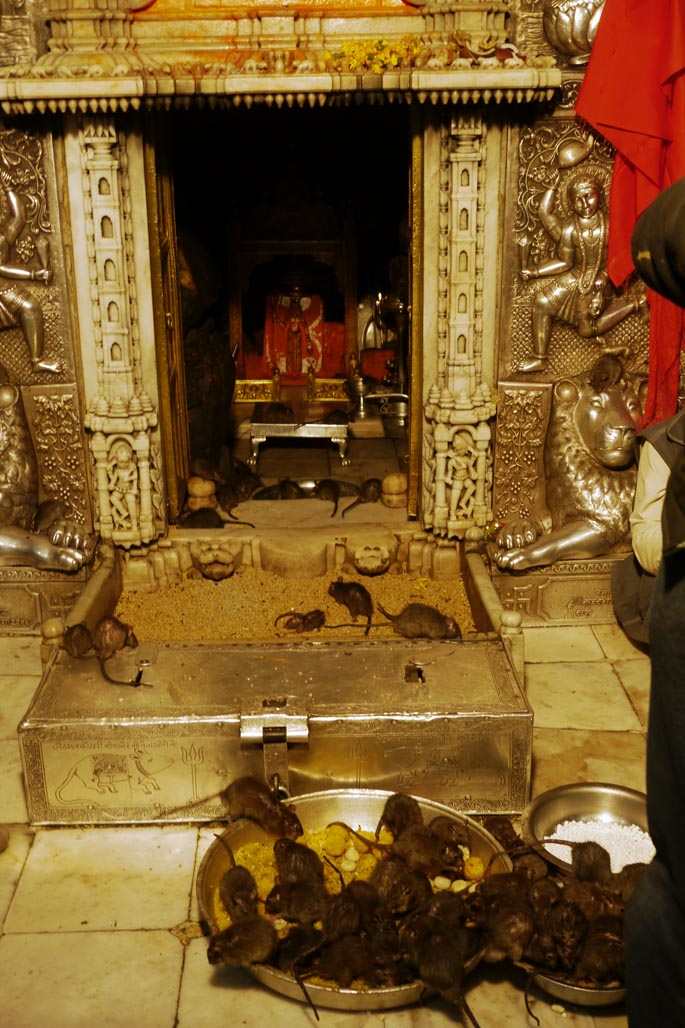 Karni Matha Temple The Rat Temple of Rajasthan | The Planet D