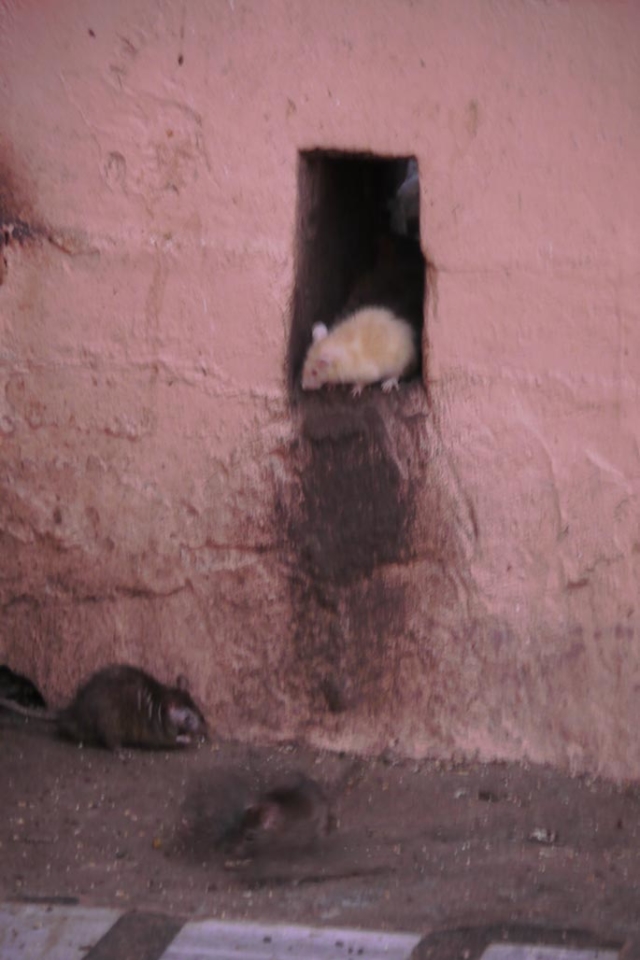 Karni Matha Temple The Rat Temple of Rajasthan | The Planet D