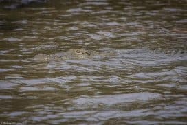 Kayaking with Crocodiles in South Africa | ThePlanetD