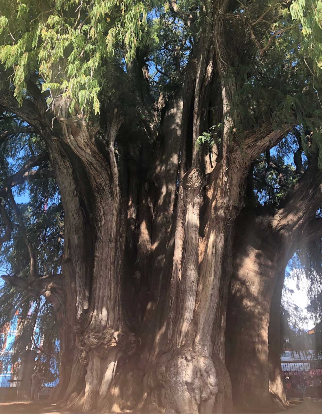 4 Days in Oaxaca City, Mexico - The Ultimate Itinerary - The Planet D