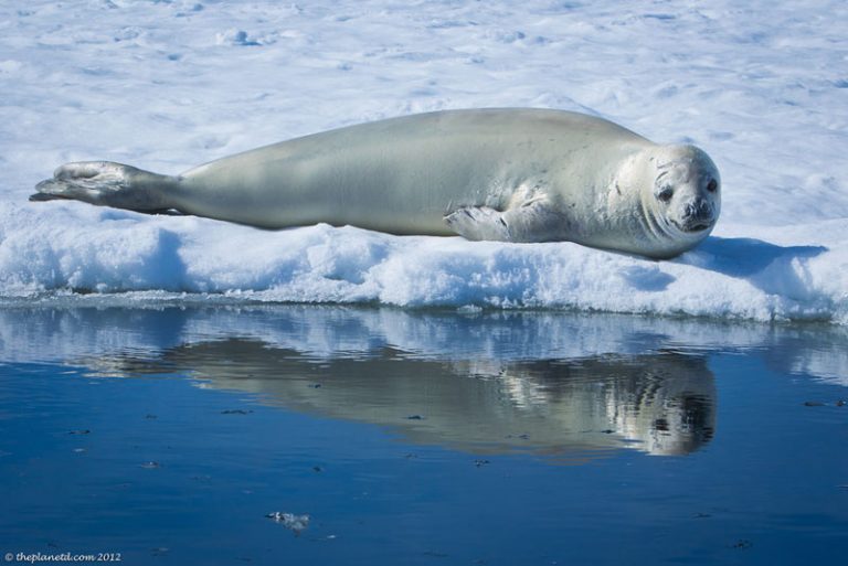 A Zodiac Tour of Pleneau Bay, Antarctica - The Planet D