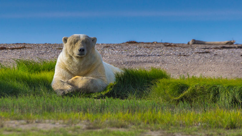 Walking with Polar Bears - The Greatest Arctic Safari