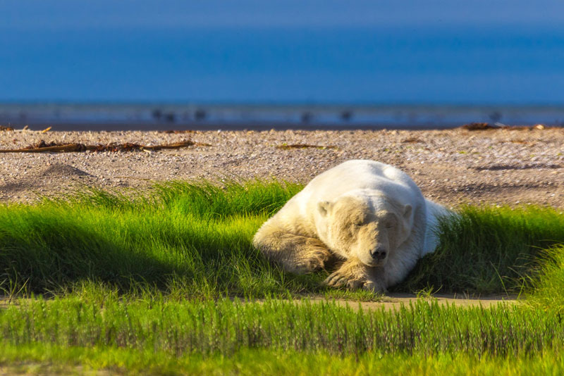 Walking with Polar Bears - The Greatest Arctic Safari