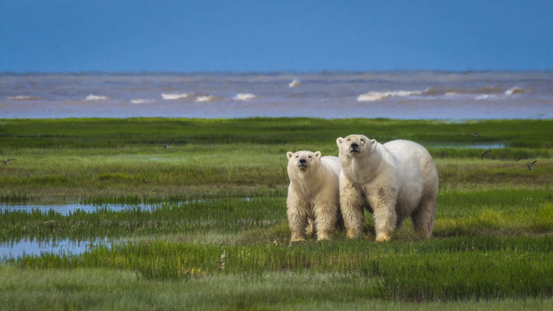 Walking with Polar Bears - The Greatest Arctic Safari