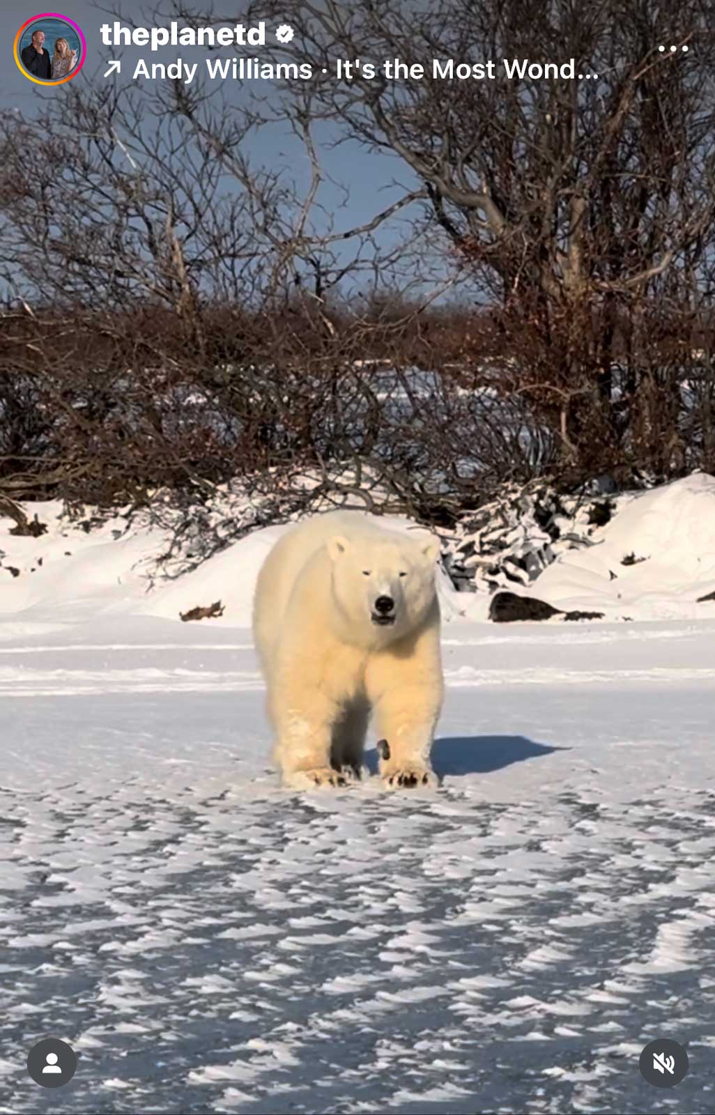 Premier Polar Bear Encounters - Face to Face with Arctic Giants - The ...
