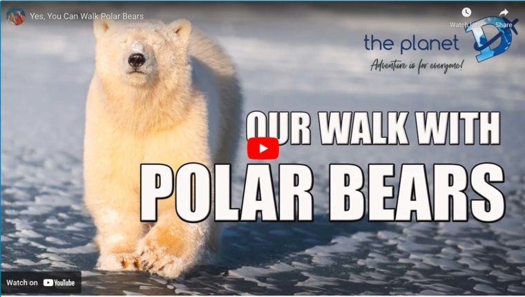 Premier Polar Bear Encounters - Face to Face with Arctic Giants - The ...
