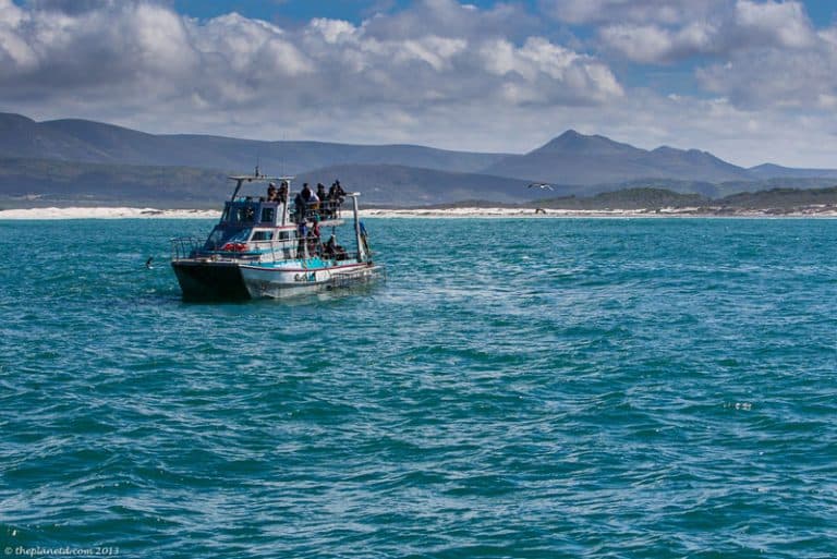 Cage Diving with Great White Sharks | Travel Blog | ThePlanetD
