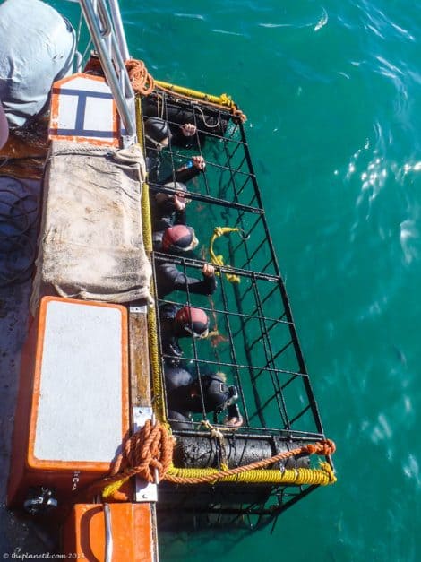 Cage Diving with Great White Sharks | Travel Blog | ThePlanetD
