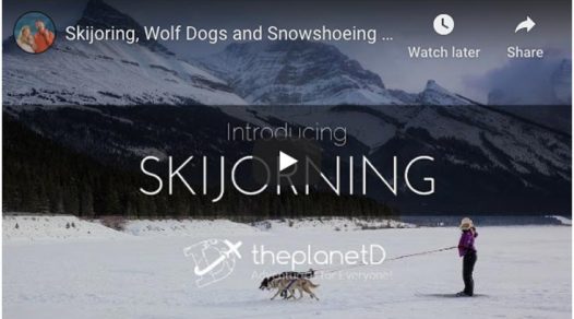 Ever Heard of Skijoring? Find Out All You Need to Know | The Planet D
