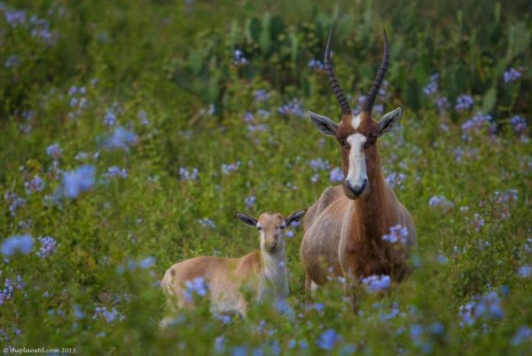 Spectacular South Africa Wildlife Photos | Adventure Travel blog | The ...