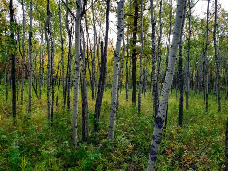 19 Best Things To Do in Winnipeg, Manitoba - The Planet D
