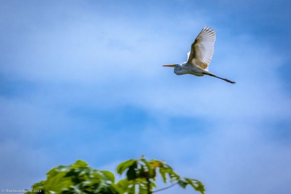10 Reasons to Visit the Amazon River | The Planet D