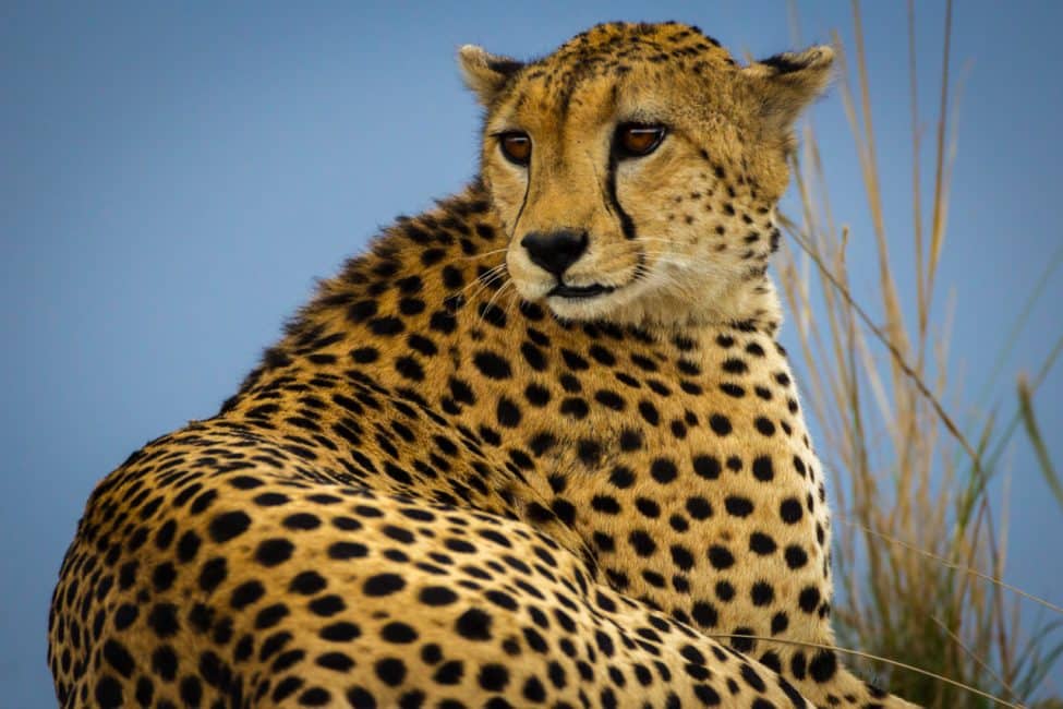 My Walk with Cheetahs, Learning from the Bushmen & Exploring one of the ...