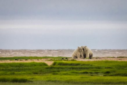 Walking with Polar Bears - The Greatest Arctic Safari