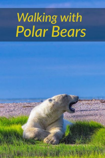 Walking with Polar Bears - The Greatest Arctic Safari