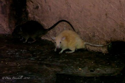 Karni Matha Temple The Rat Temple of Rajasthan | The Planet D