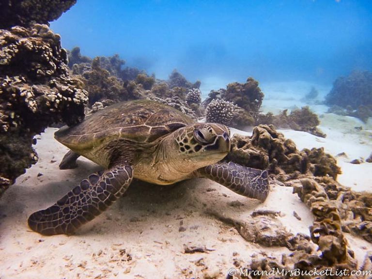 15 Amazing Wildlife Encounters in Western Australia