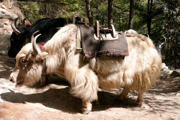 Everest Base Camp Trek in Photos | The Planet D